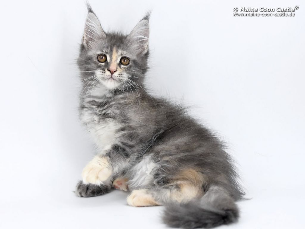Maine Coon Baby Kylie of Maine Coon Castle ⋆ Katzenbaby kaufen